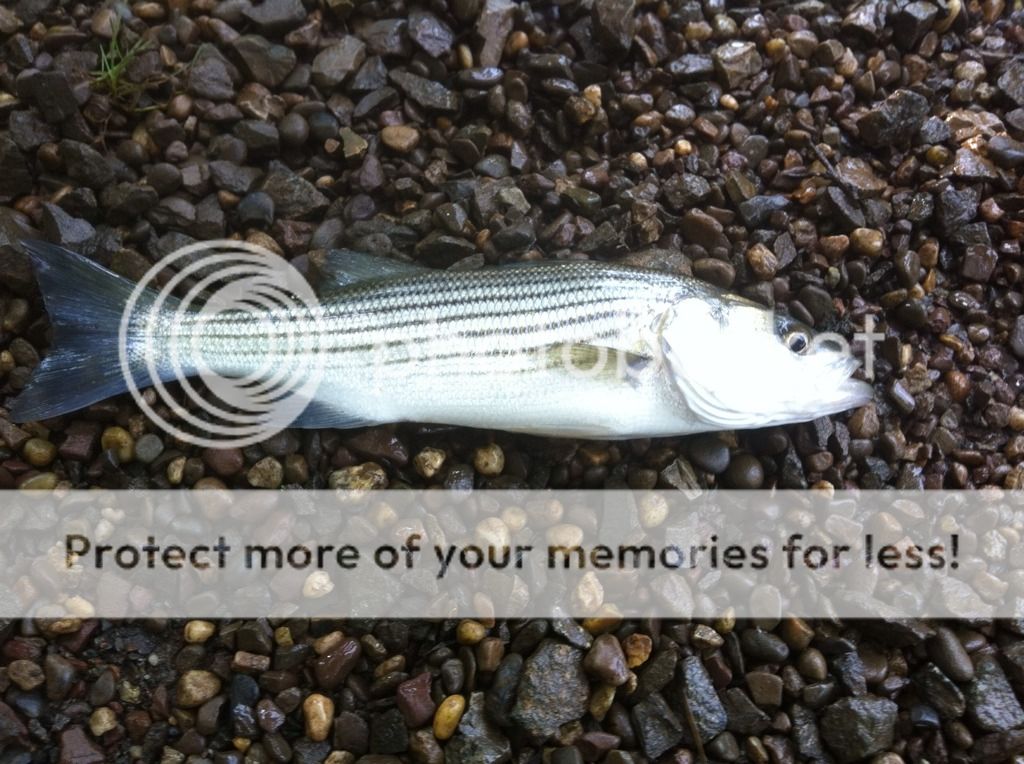 Baby Stripers | BASS BARN