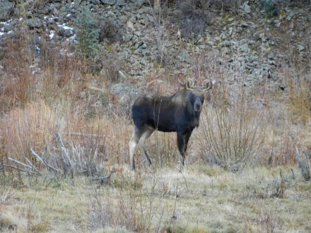 Colorado unit 66 elk | Hunt Talk