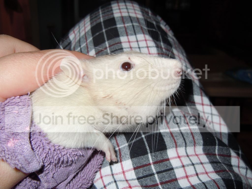 Milo - Lump on his chin, was swollen (pics added) | The Rat Shack - Pet ...